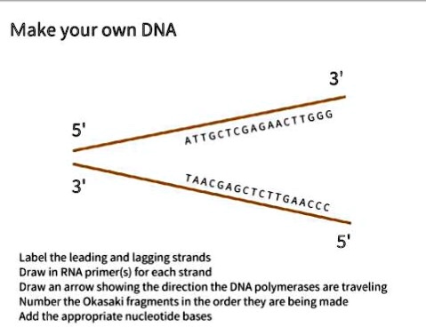 SOLVED: Make your own DNA Label the leading and lagging strands. Draw ...