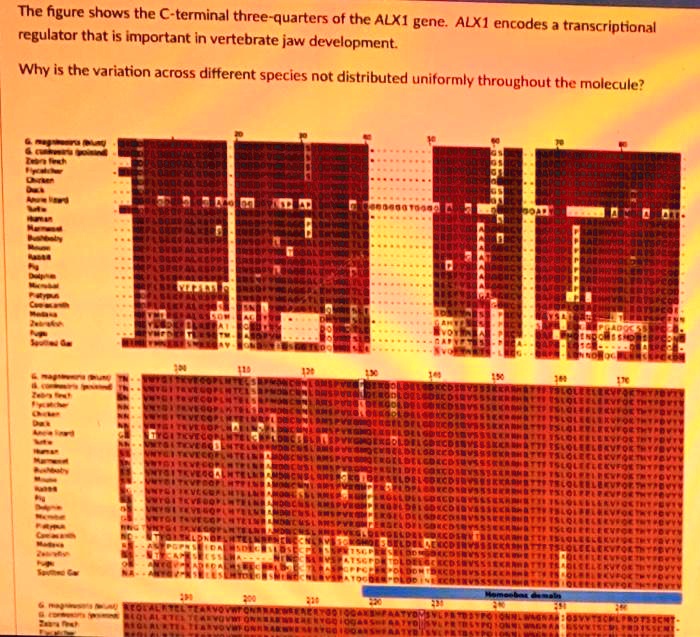 SOLVED: The figure shows the C-terminal three-quarters of the ALX1 gene ...