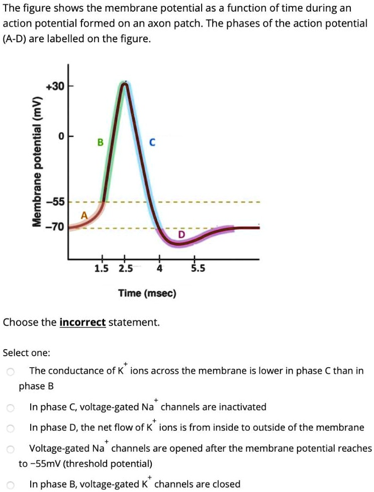 SOLVED: The figure shows the membrane potential as a function of time ...