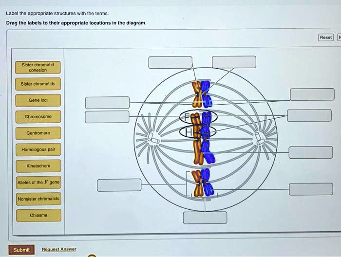 Label the appropriate structures with the terms. Drag the labels to their appropriate locations ...