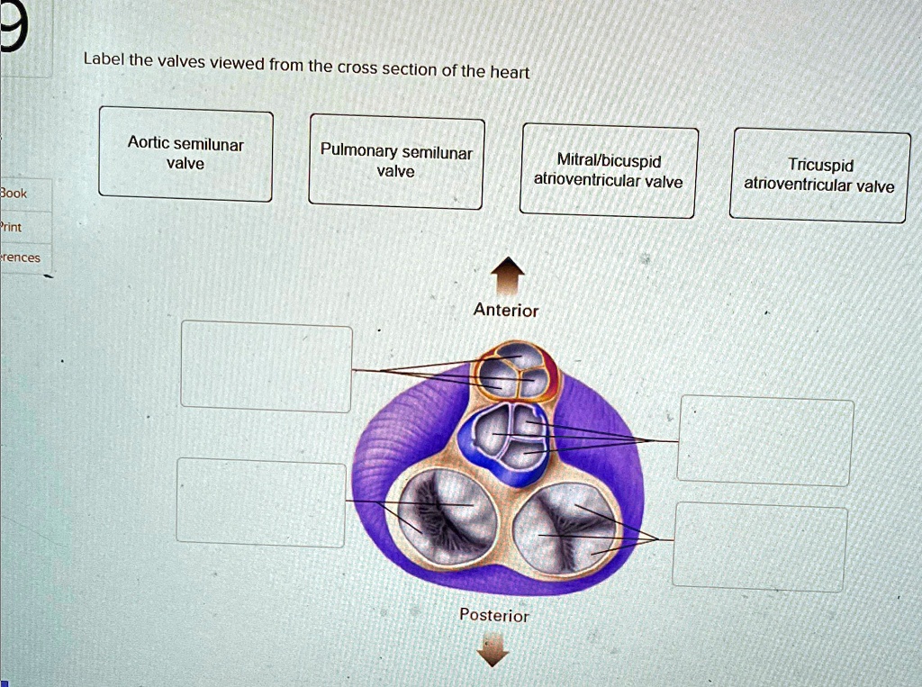 9 Label the valves viewed from the cross section of the heart Aortic ...