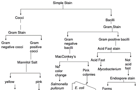 SOLVED: Simple Stain Coccus Bacilli Gram Stain Gram Stain Gram-negative ...
