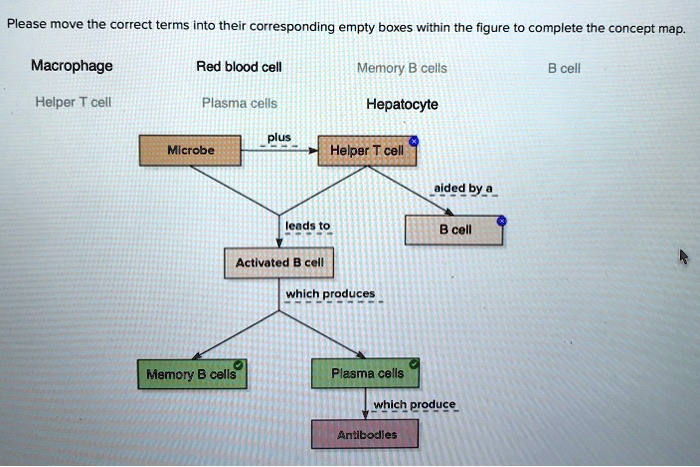 Please move the correct terms into their corresponding empty boxes within the figure to complete ...