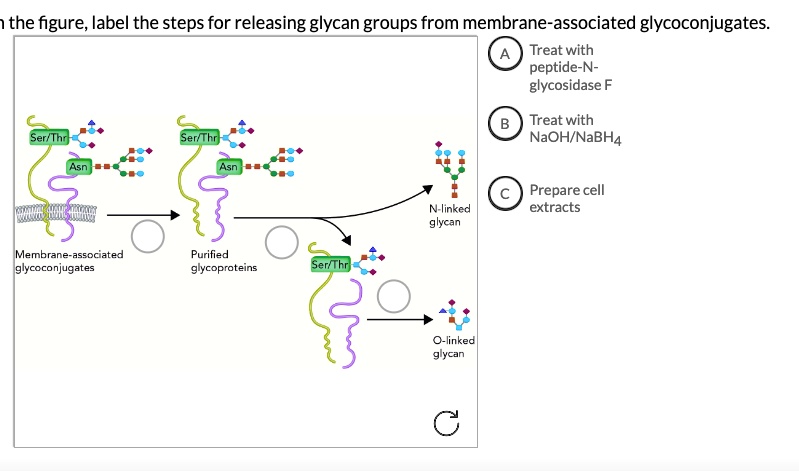 the figure, label the steps for releasing glycan groups from membrane ...