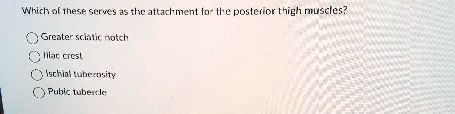 Which of these serves as the attachment for the posterior thigh muscles ...