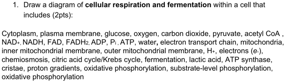 1. Draw a diagram of cellular respiration and fermentation within a ...