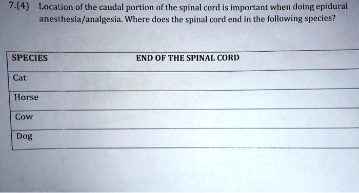 SOLVED: 7.4 Location of the caudal portion of the spinal cord is ...