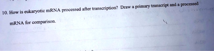 SOLVED: primary transcript and processed Draw 10. How is eukaryotic ...
