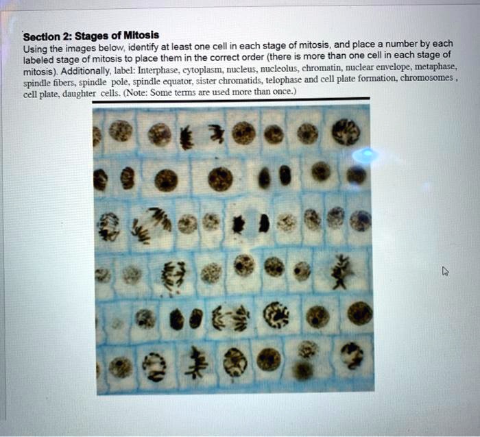 SOLVED: Section 2: Stages of Mitosis Using the images below, identify ...