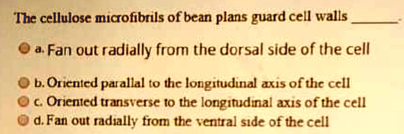the cellulose microfibrils of bean plans guard cell walls a fan out ...