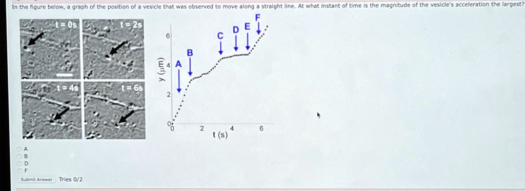 in the figure below a graph of the position of a vesicle that was ... in the figure below a graph of the position of a vesicle that was ...