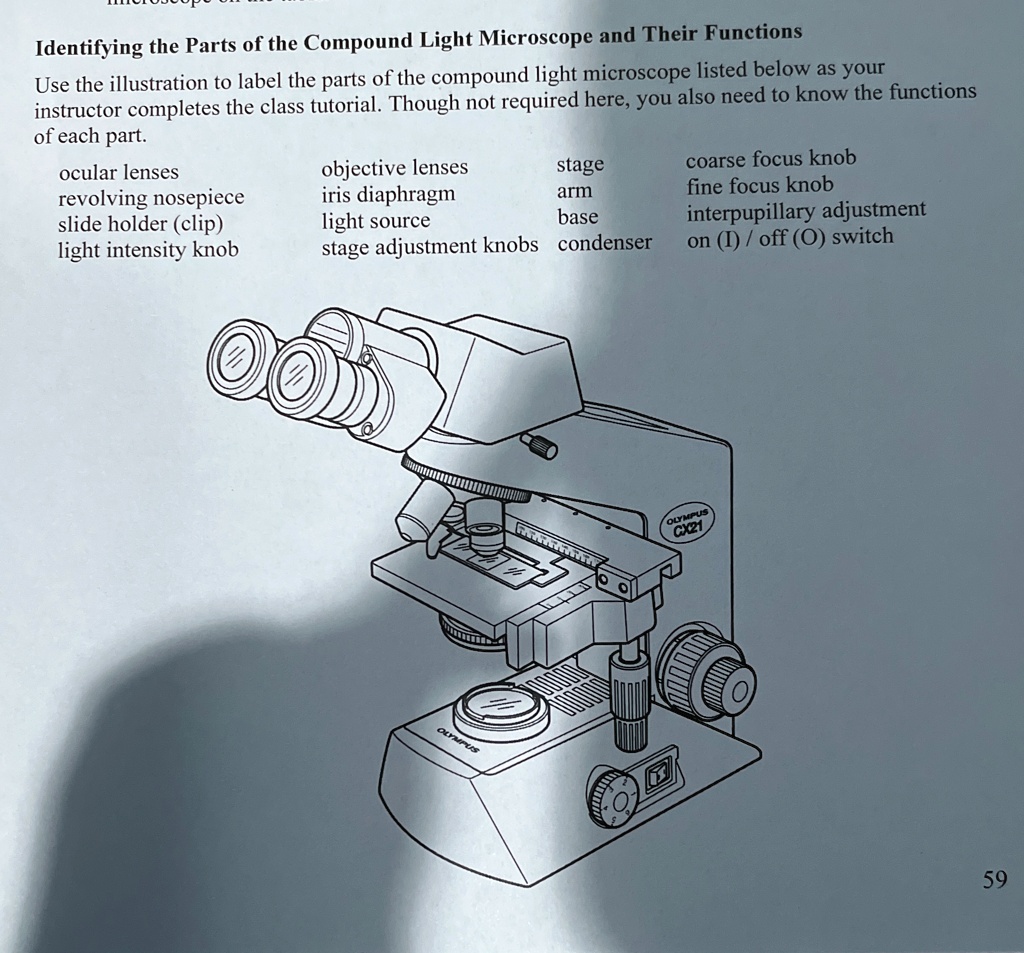 identifying the parts of the compound light microscope and their ...