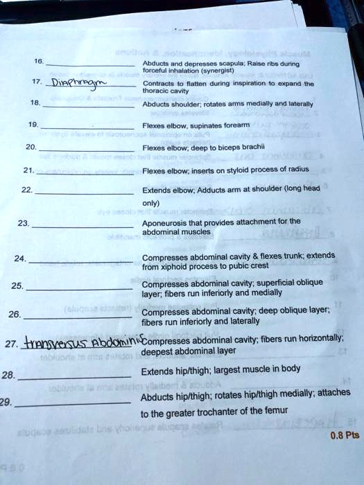 VIDEO solution: 16. Abducts and depresses scapula; raises ribs during ...