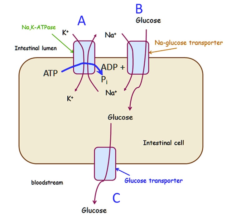 SOLVED: Consider the figure describing transport activities of ...