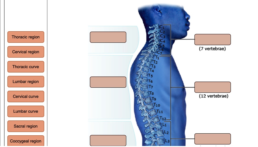 SOLVED: Thoracic region (7 vertebrae) Cervical region Thoracic curve T5, T6, T7, T8, T9, T10 ...