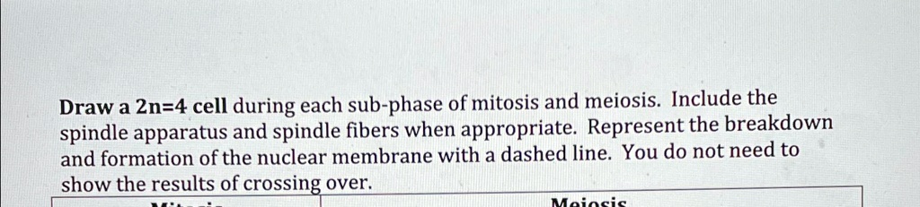 Draw a 2n=4 cell during each sub-phase of mitosis and meiosis. Include ...