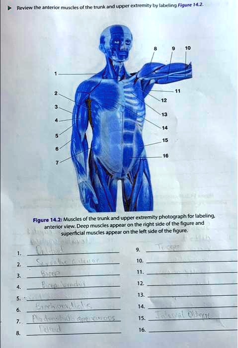 Review the anterior muscles of the trunk and upper extremity by ...