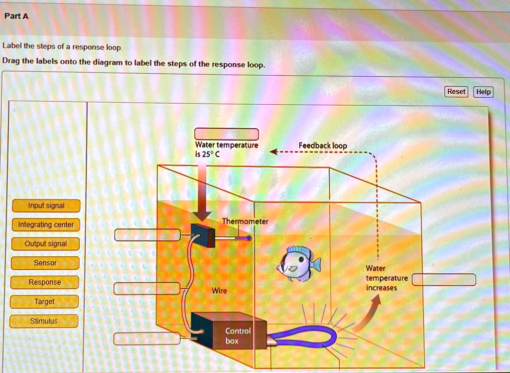 Part A Label the steps of a response loop. Drag the labels onto the ...