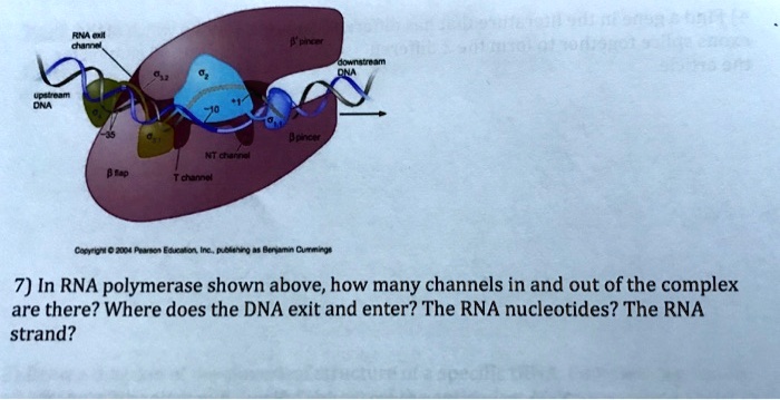 upstream DNA RNA exit channel, 012 ? -10 B'pincer -35 Bpincer Bflap NT ...