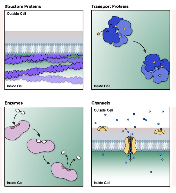 SOLVED: Structure Proteins Transport Proteins Outside Cell Inside Cell ...