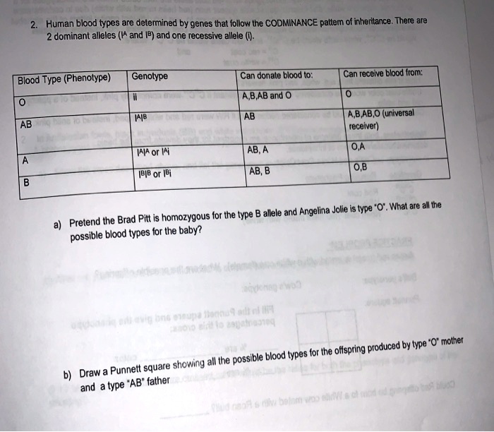 SOLVED: Human blood types are determined by genes that follow the ...