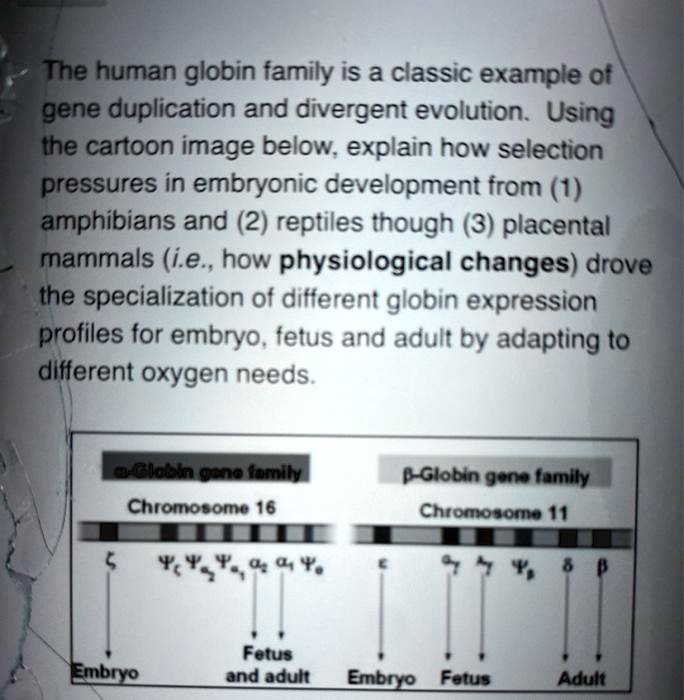 the human globin family is a classic example of gene duplication and ...