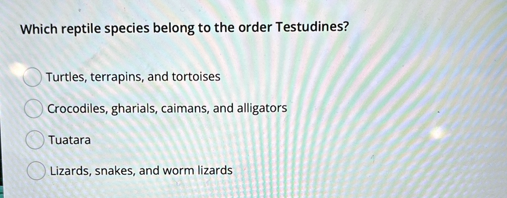 which reptile species belong to the order testudines turtles terrapins ...