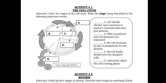 ACTIVITY & 1 THE CELL CYCLE Direction: Label the stages of the cell ...