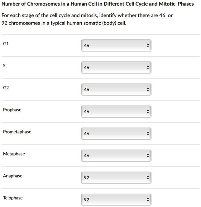 Number of Chromosomes in a Human Cell in Different Cell Cycle and ...