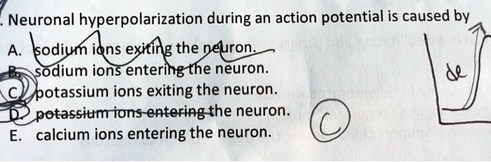 . Neuronal hyperpolarization during an action potential is caused by A ...