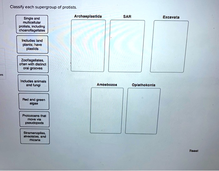SOLVED: Classify each supergroup of protists: Single and multicellular ...
