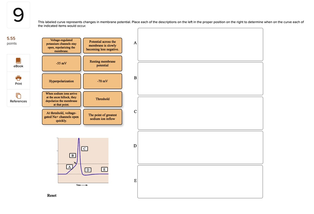 9 This labeled curve represents changes in membrane potential. Place ... 9 This labeled curve represents changes in membrane potential. Place ...