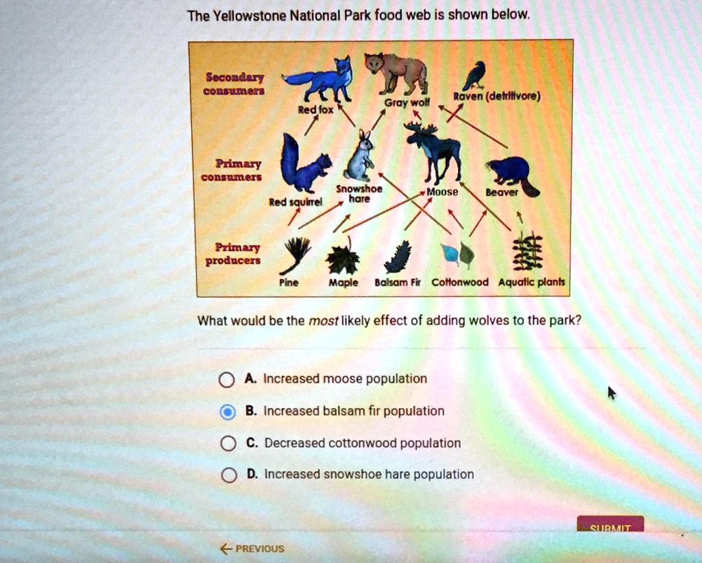 Food Web Yellowstone National Park 624x289