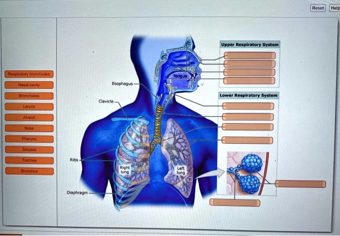 SOLVED: Upper Respiratory System Esophagus Bronchioles Lower ...