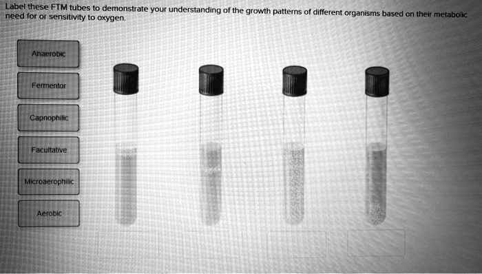 SOLVED: Label these FTM tubes to demonstrate your understanding of the ...
