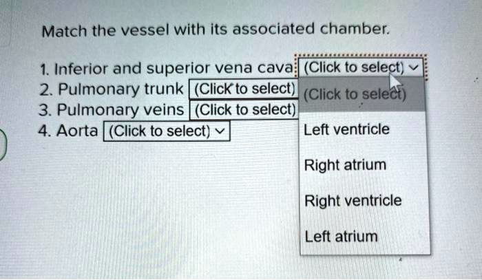 SOLVED: Match the vessel with its associated chamber: 1. Inferior and superior vena cava (Click ...