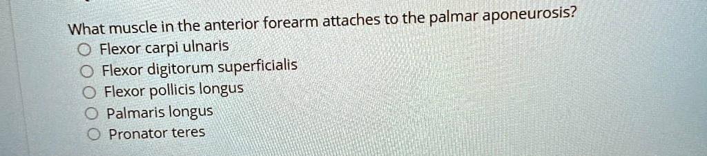 What muscle in the anterior forearm attaches to the palmar aponeurosis ...