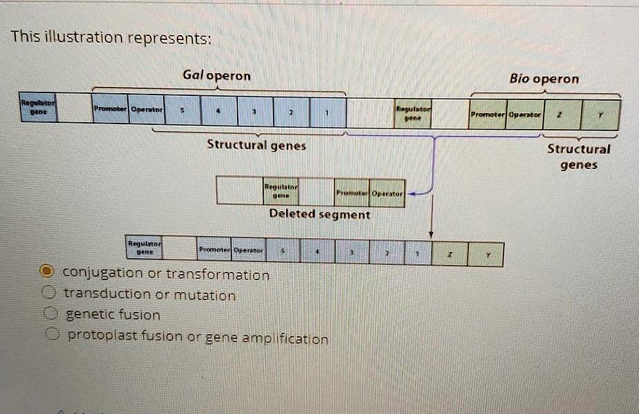 SOLVED: This illustration represents: Gal operon Bio operon AND opiNipr Structural genes ...
