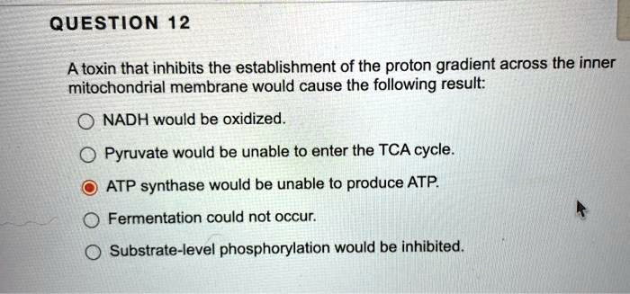 question 12 a toxin that inhibits the establishment of the proton gradient across the inner ...