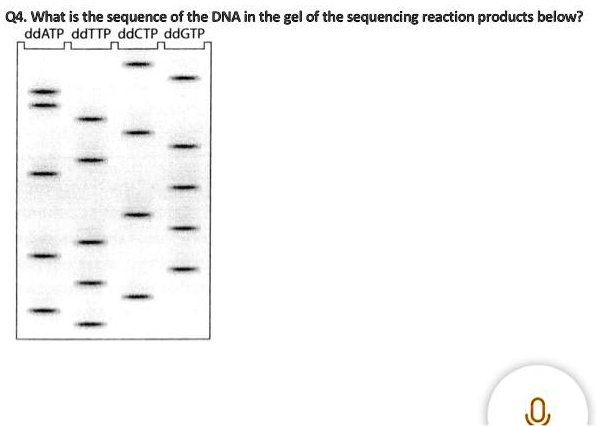 Q4. What is the sequence of the DNA in the gel of the sequencing ...