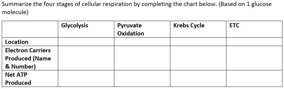 SOLVED: Summarize the four stages of cellular respiration by completing ...
