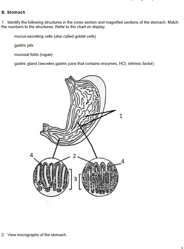 Identify the following structures in the cross section and magnified sections of the stomach ...