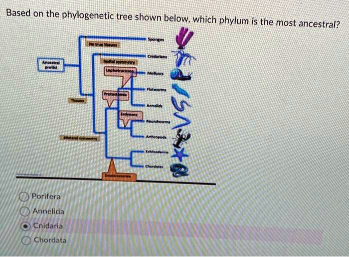 SOLVED: Based on the phylogenetic tree shown below, which phylum is the ...