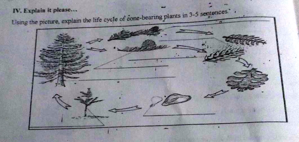 IV. Explain it please... Using the picture, explain the life cycle of ...