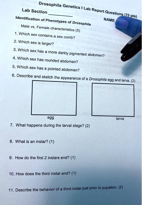 Solved Drosophila Genetics Lab Lab Section Report Questions 70pts Identification 