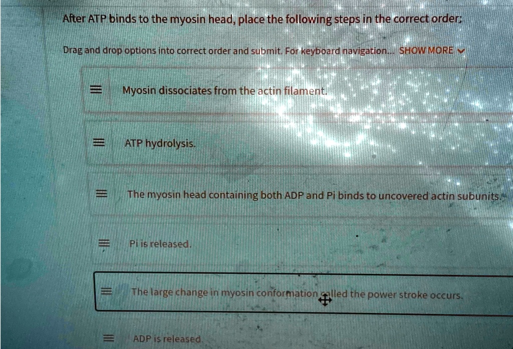 After ATP binds to the myosin head, place the following steps in the ...