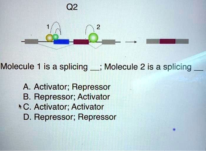 SOLVED:Molecule 1 is a splicing Molecule 2 is a splicing A. Activator ...