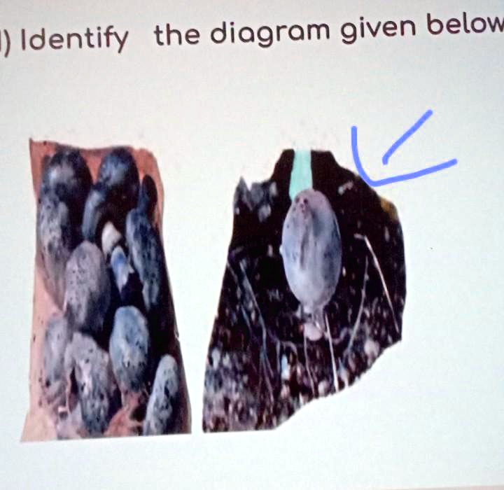 SOLVED: '1) Identify the diagram given below ) Identify the diagram ... SOLVED: '1) Identify the diagram given below ) Identify the diagram ...