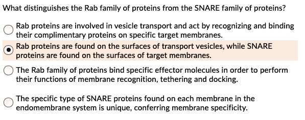 SOLVED: What distinguishes the Rab family of proteins from the SNARE ...