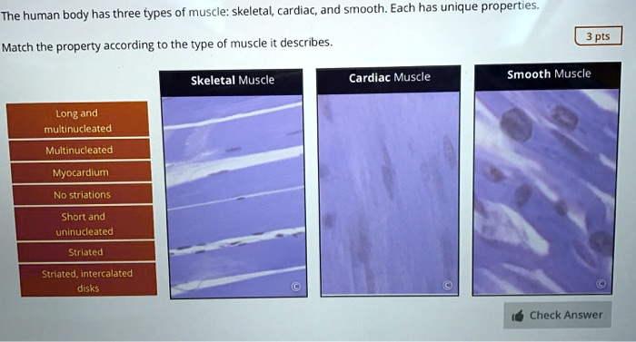 SOLVED: The human body has three types of muscle: skeletal, cardiac ...